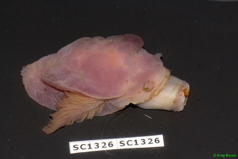 What the Heck? Odd, Slimy Sea Creature Defies Explanation | Live Science