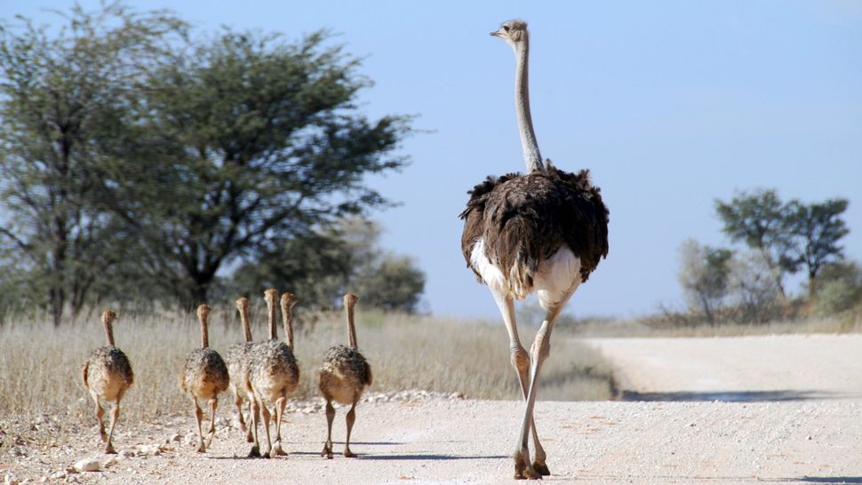 10 of the biggest birds on Earth | Live Science