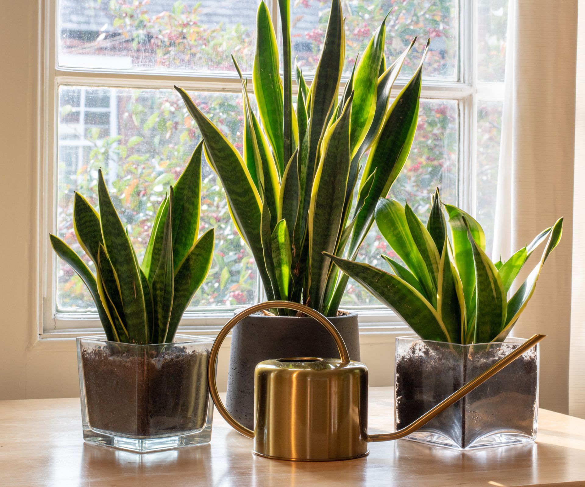 How to care for a snake plant: 5 expert tips | Homes and Gardens