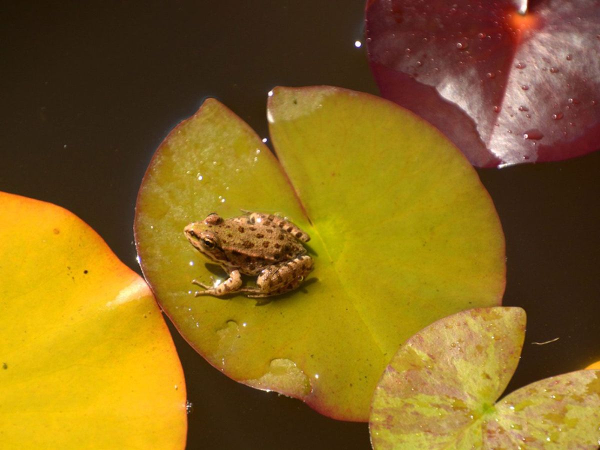 Water Lily Turning Red – Troubleshooting Red Leaves On Water Lilies ...