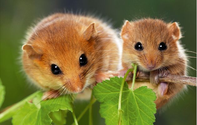 Dormice: Britain's sleepiest, and most charming little creatures ...