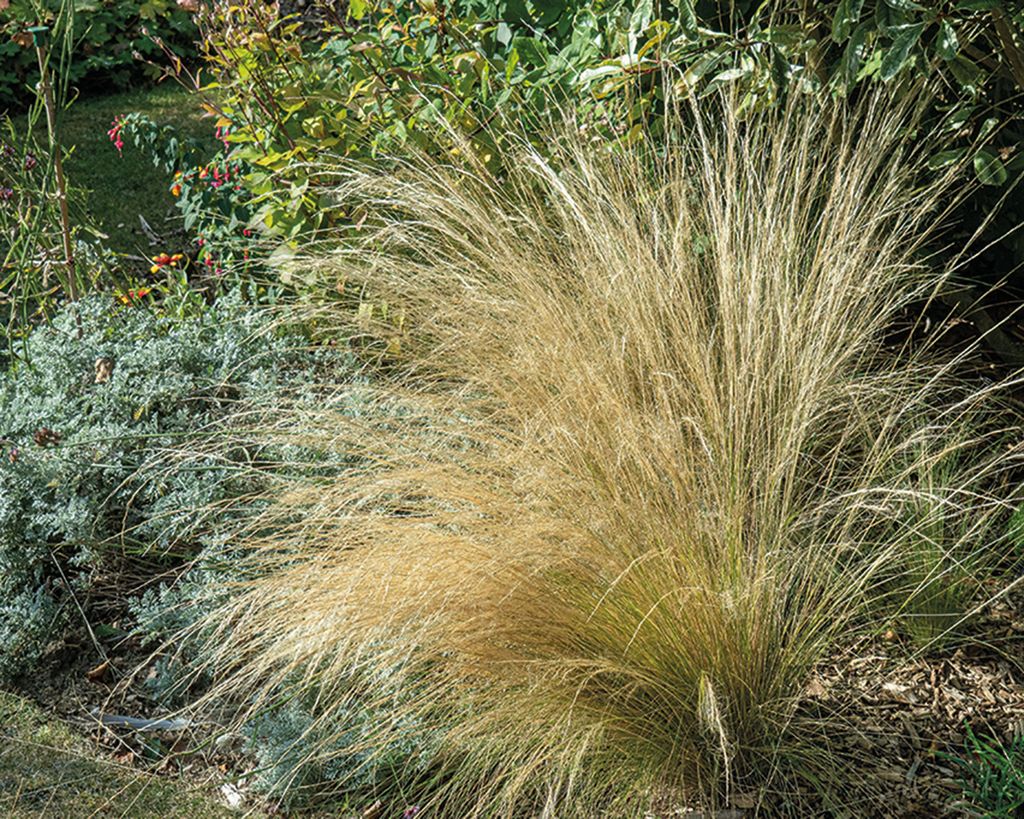 Types of ornamental grass: 16 varieties for borders and pots | Gardeningetc