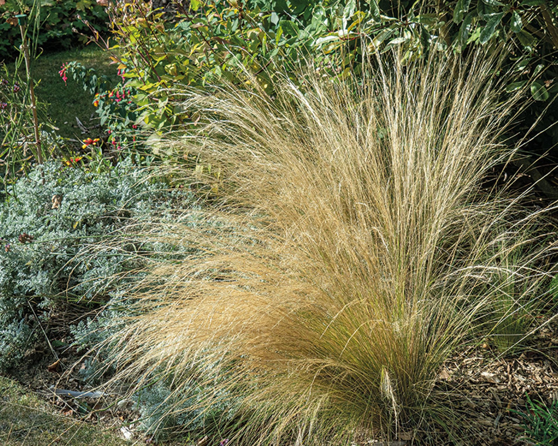 Types of ornamental grass: 16 varieties for borders and pots | Gardeningetc