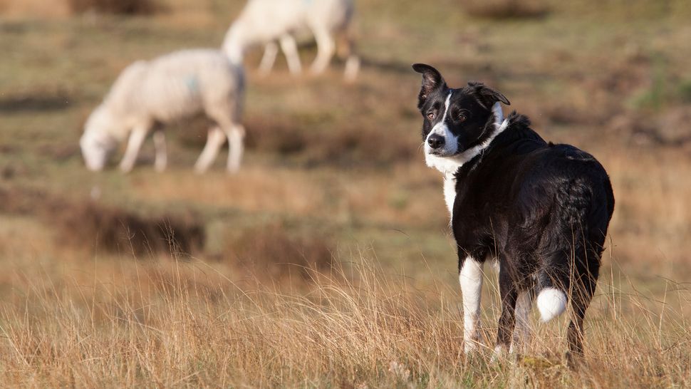 33 herding dog breeds for managing livestock | PetsRadar