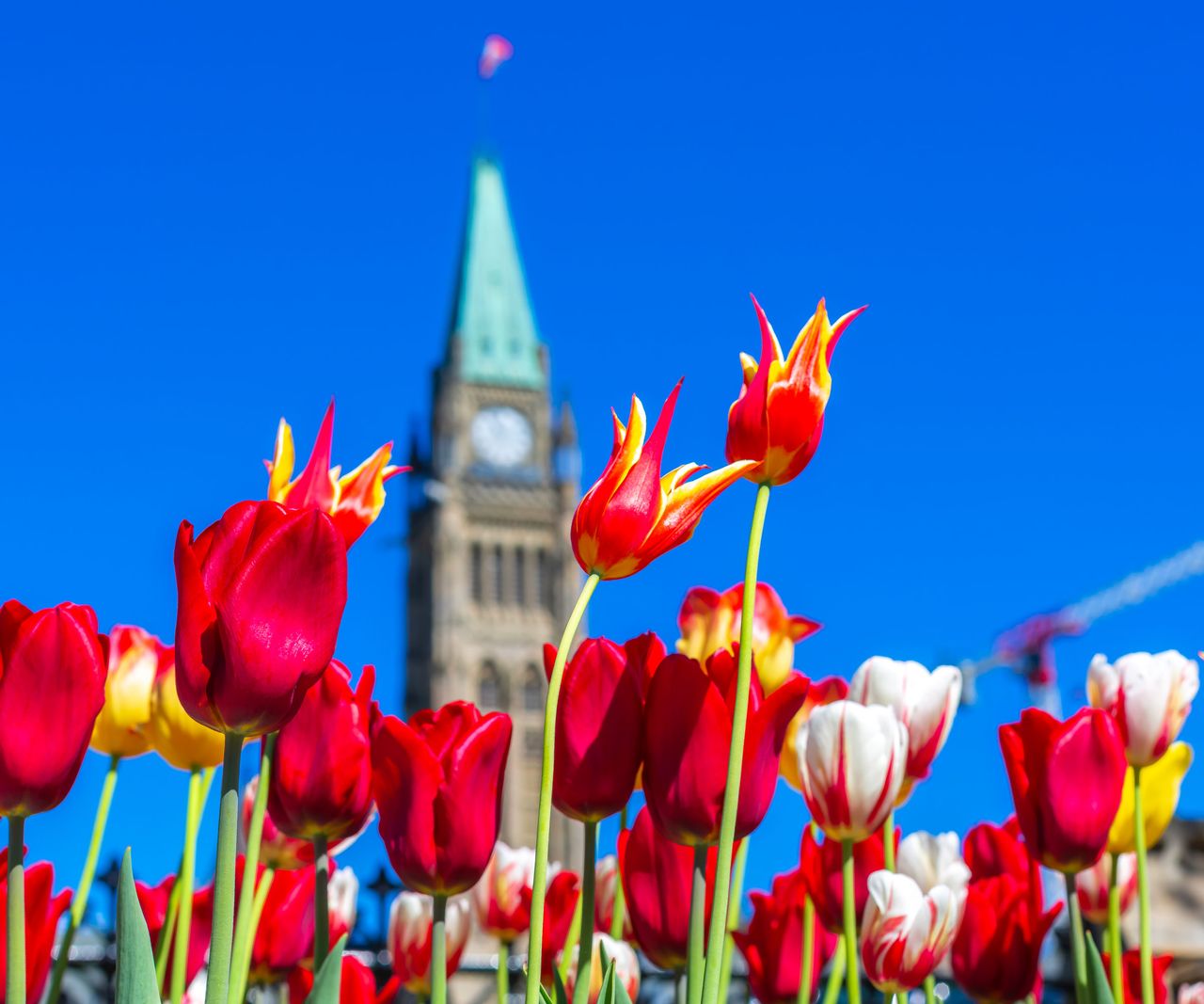 6 Tulip Festival Events To Inspire Your Gardening This Year | Gardening ...