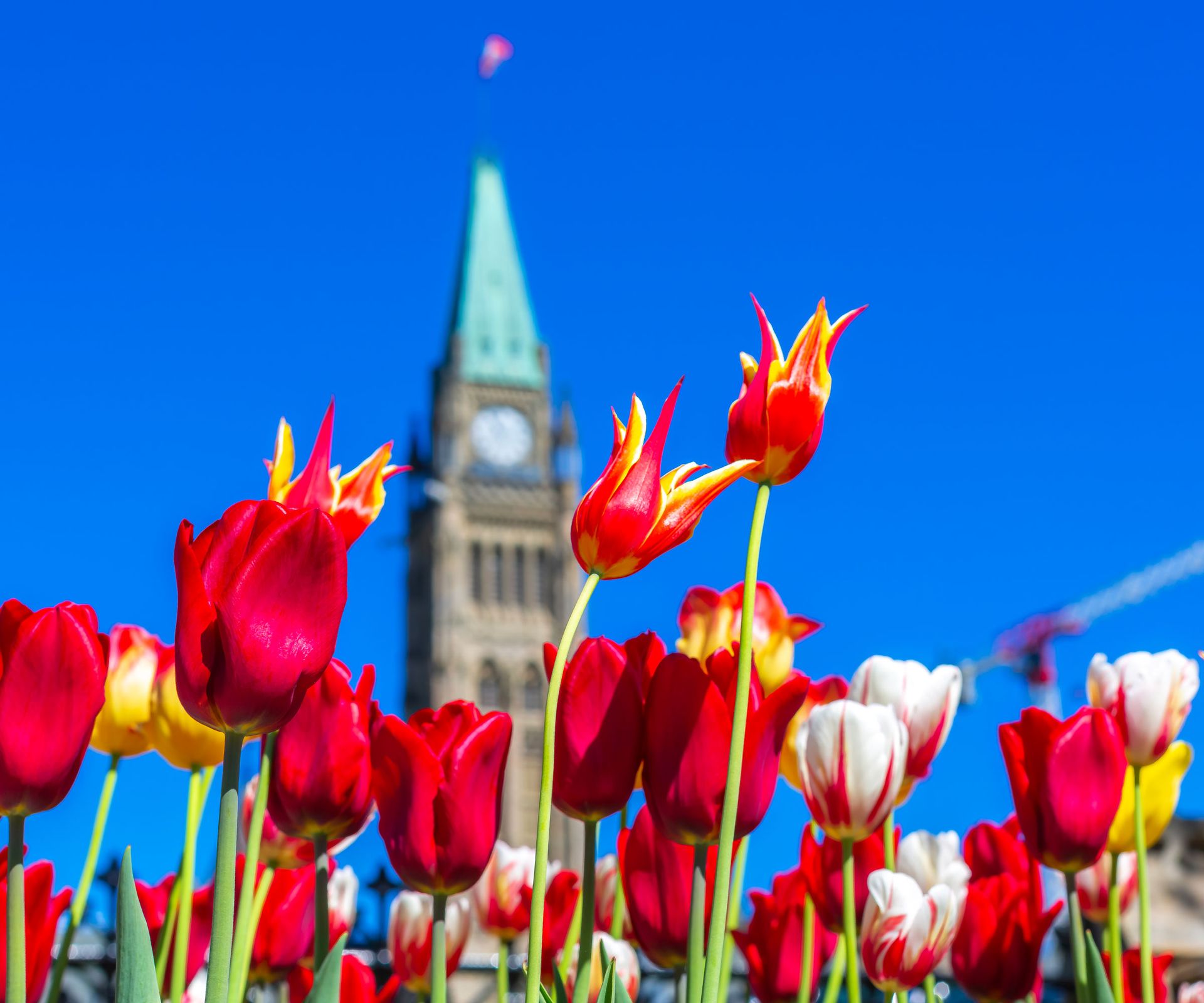6 Tulip Festival Events To Inspire Your Gardening This Year | Gardening ...