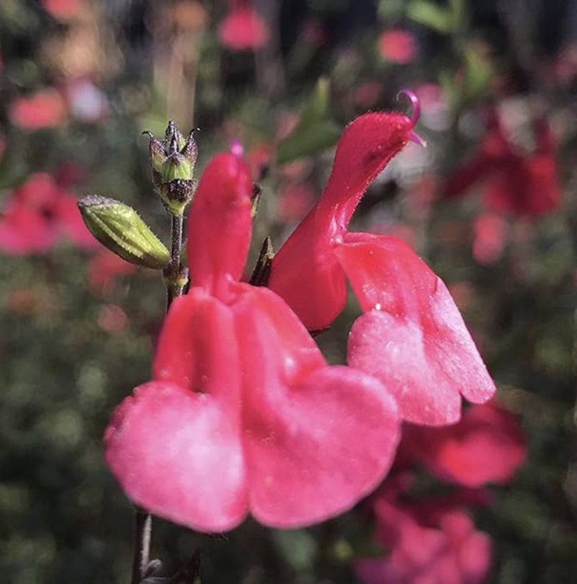 5 plants to plant in September to ensure a blooming backyard | Livingetc