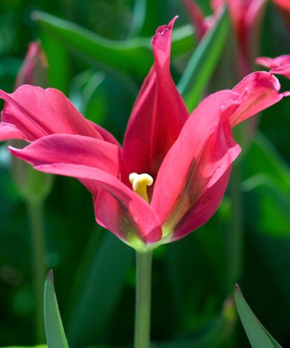How and when to plant tulip bulbs: expert advice | Gardeningetc