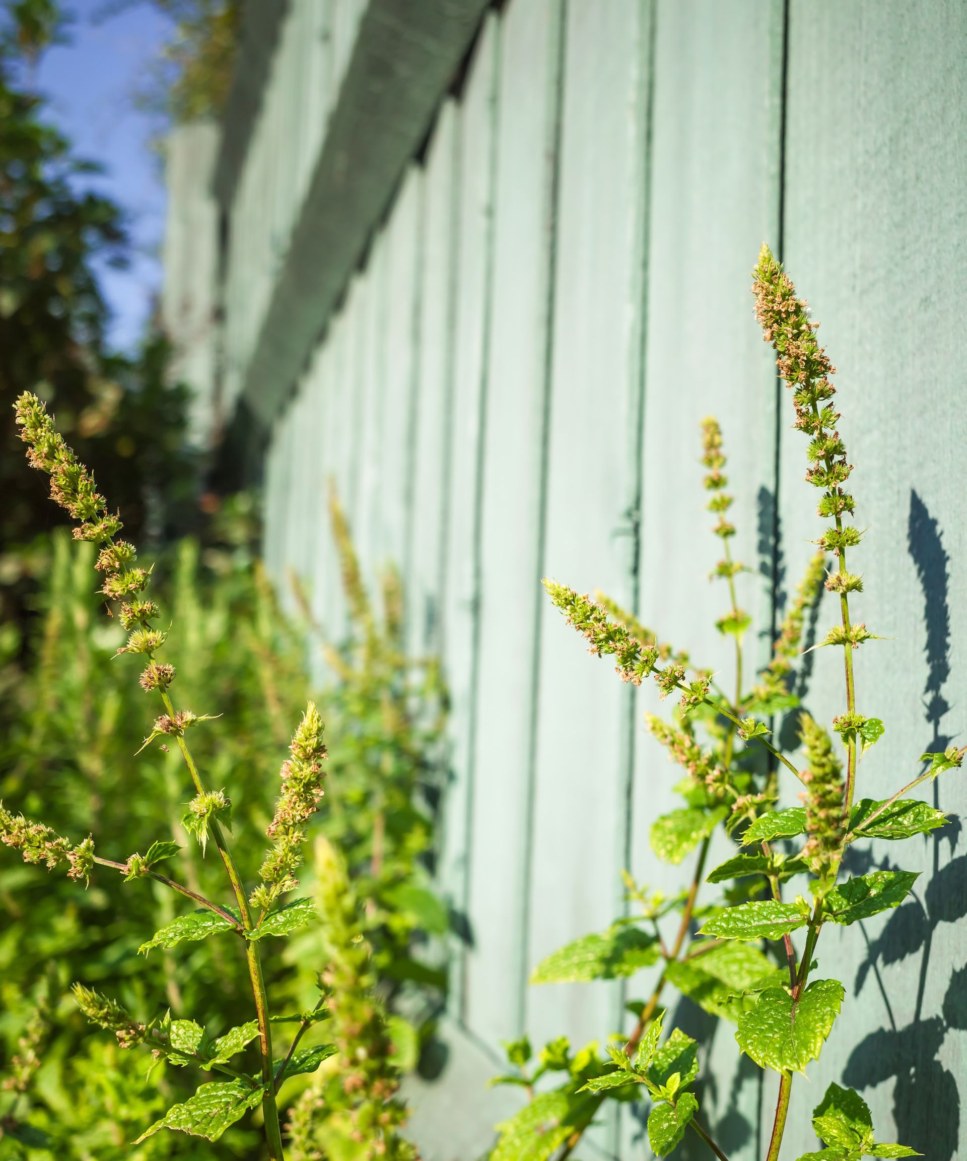 Best colors to paint a fence to make a yard look bigger | Homes and Gardens