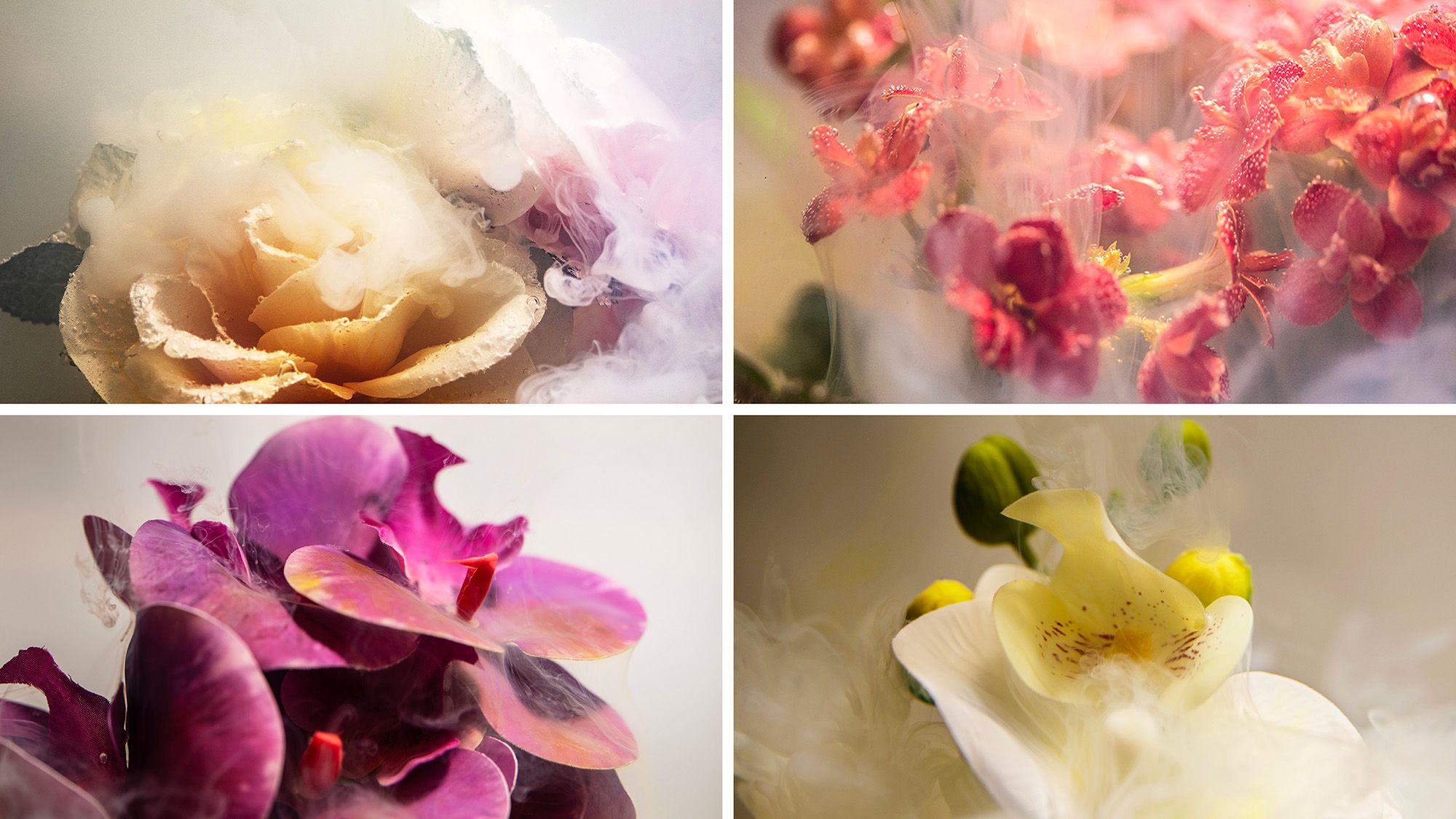 I photographed flowers in a fish tank and added milk to create a smoke ...