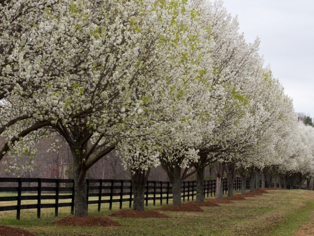 Why Are Bradford Pear Trees So Bad They’ve Been Banned? | Gardening ...