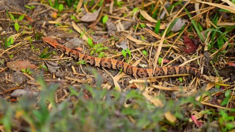 Cottonmouth Snakes Facts About Water Moccasins Live Science