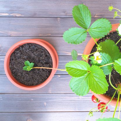 How to grow strawberries in pots – a guide to help you grow your own | Ideal Home