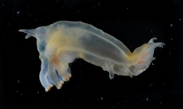 Creatures of the Frozen Deep: Antarctica's Sea Life | Live Science