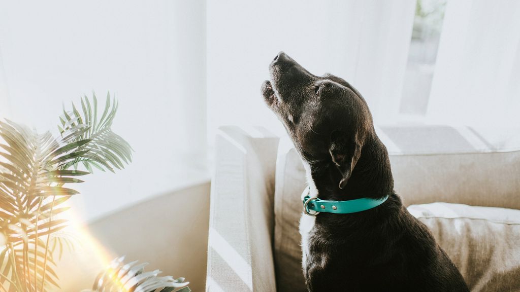 Why do dogs howl at sirens? I’m a behaviorist, here’s the answer ...