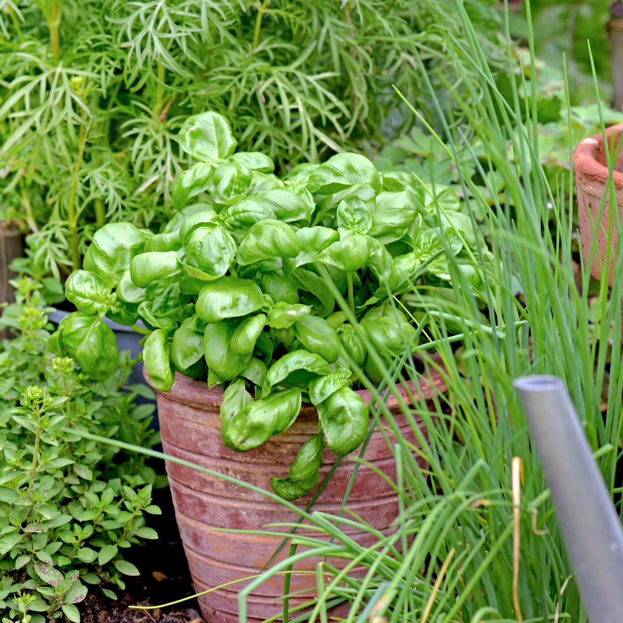 How to dry basil: lock in flavour and aroma before winter | Ideal Home