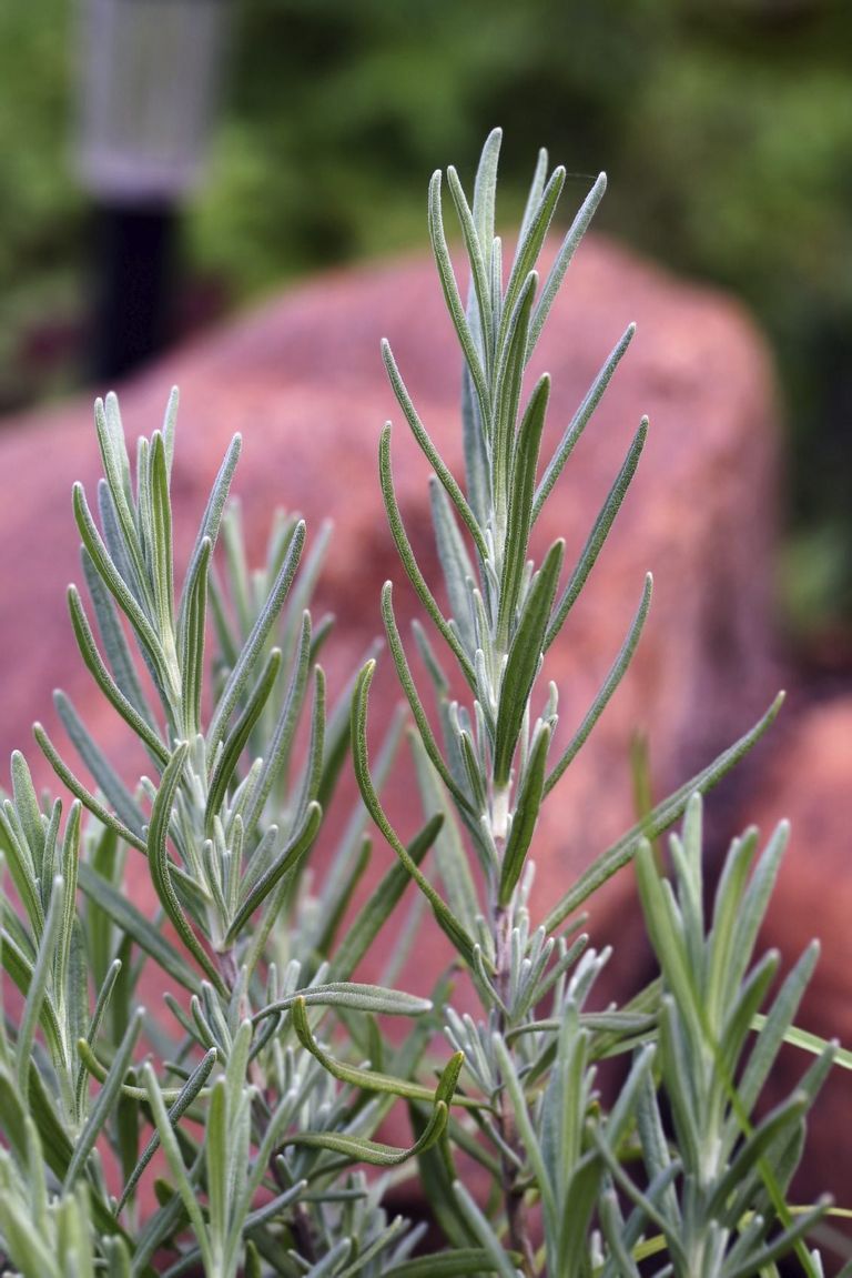 Lavender Cuttings Care - How To Propagate Lavender From Cuttings ...