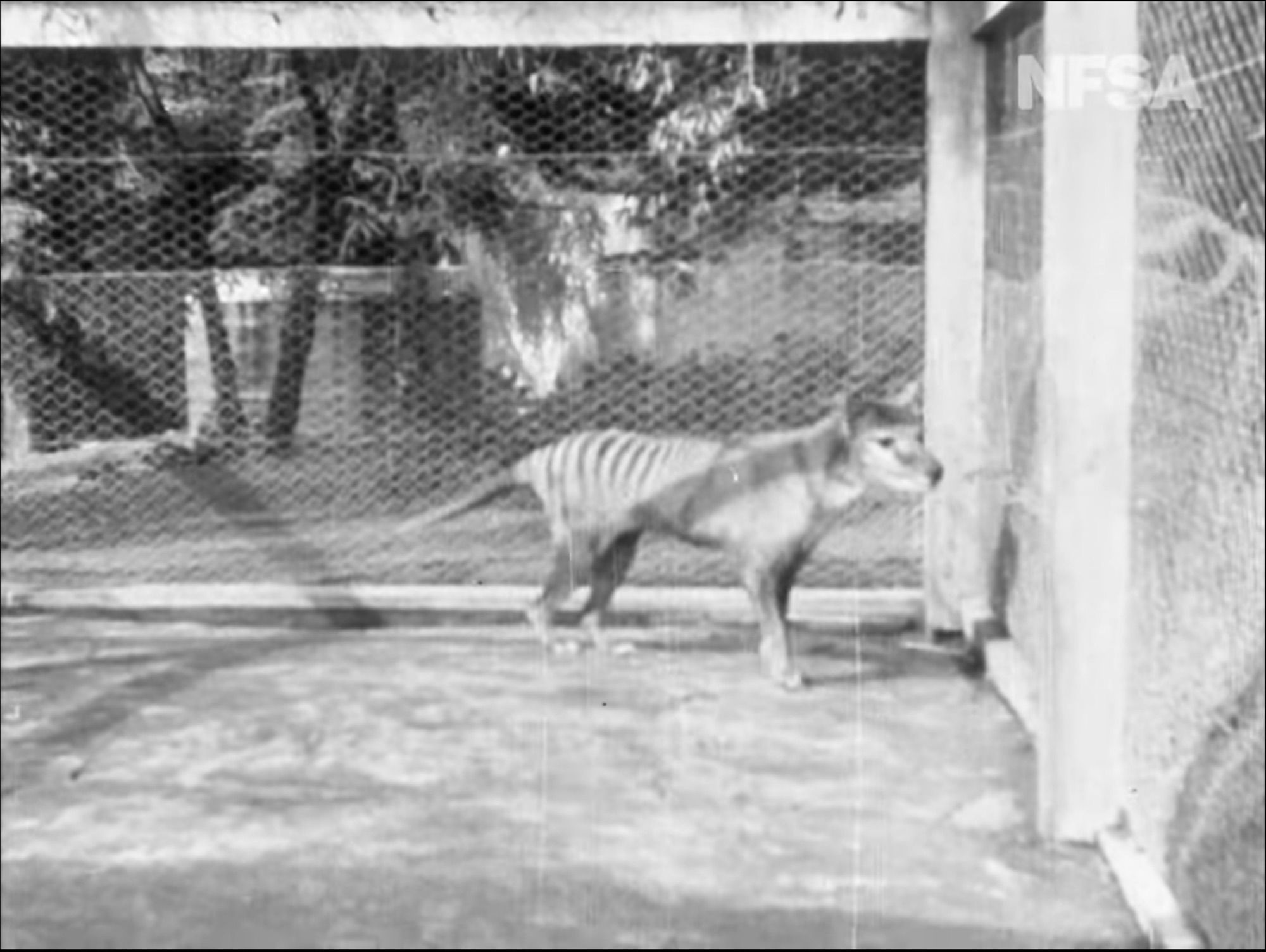 Last-known video of 'Tasmanian tiger' rediscovered | Live Science