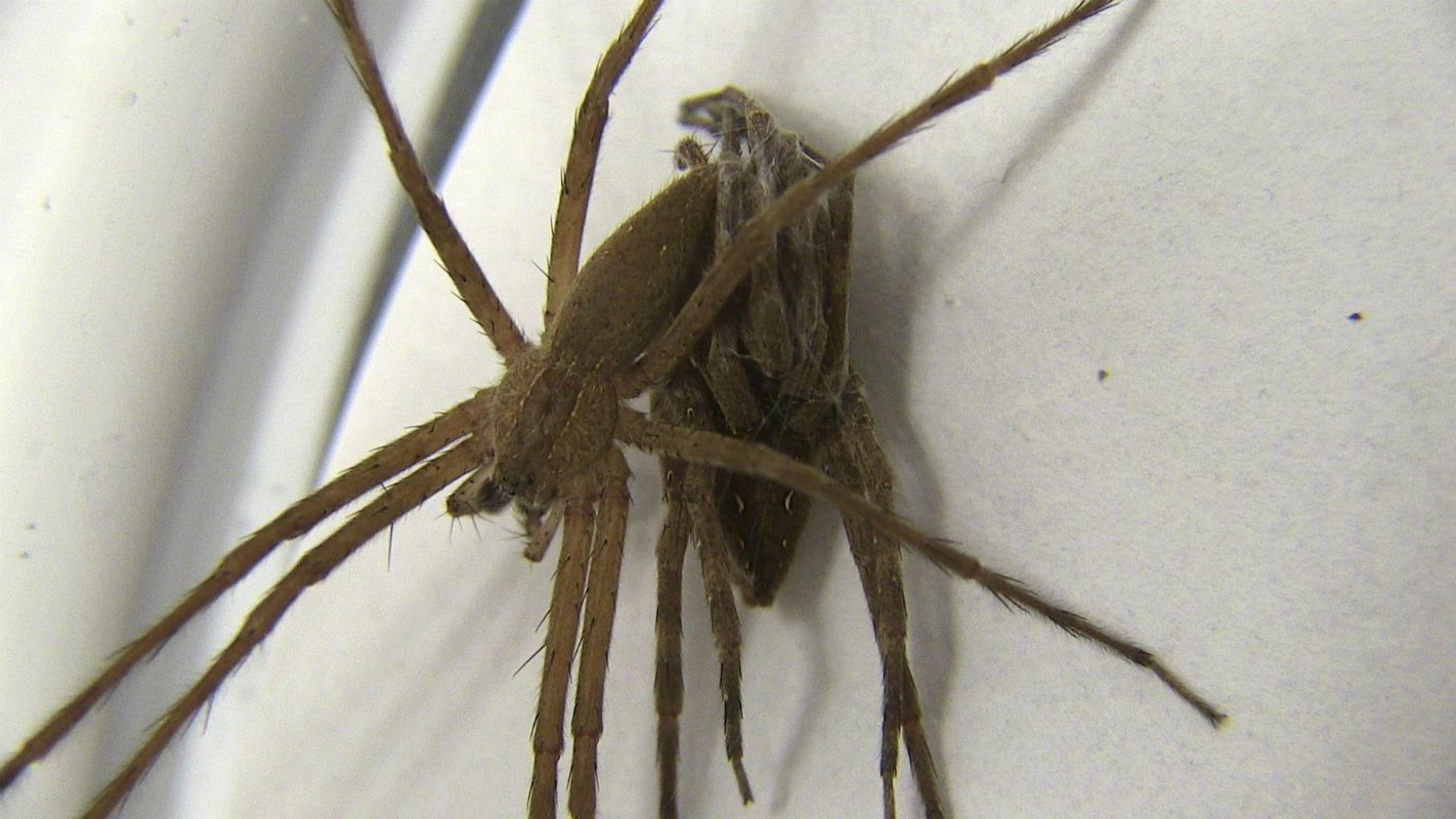 Kinky Spiders: Males Tie Up Partners During Sex | Live Science