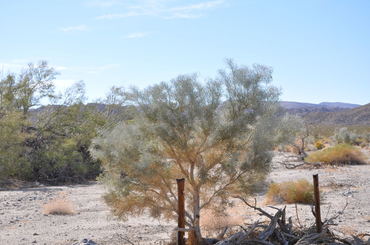 Smoketree Photos: The Ghosts of the North American Desert | Live Science