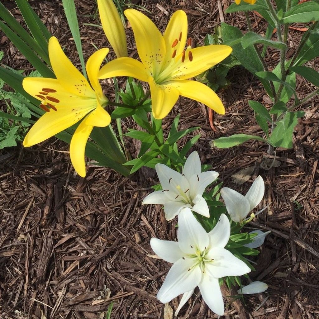 How And When To Transplant Lilies – Expert Tips For Success | Gardening ...