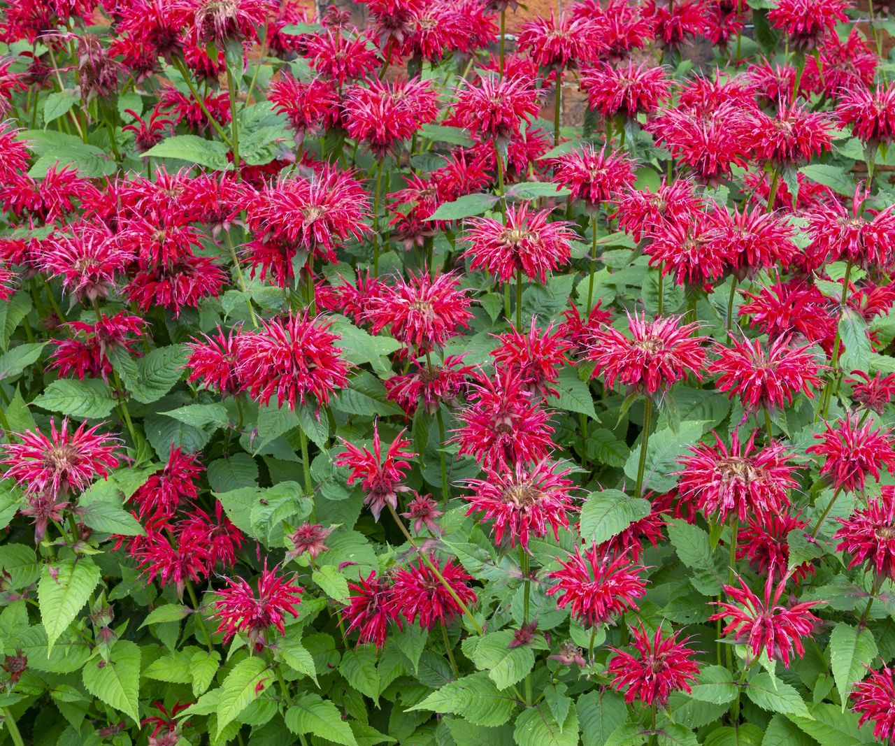 Best monarda varieties: 10 varieties of fragrant beebalm | Homes and ...