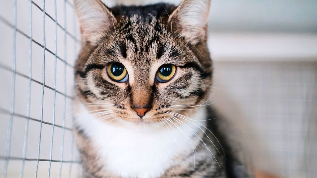 32 reasons cats are the perfect companions | PetsRadar