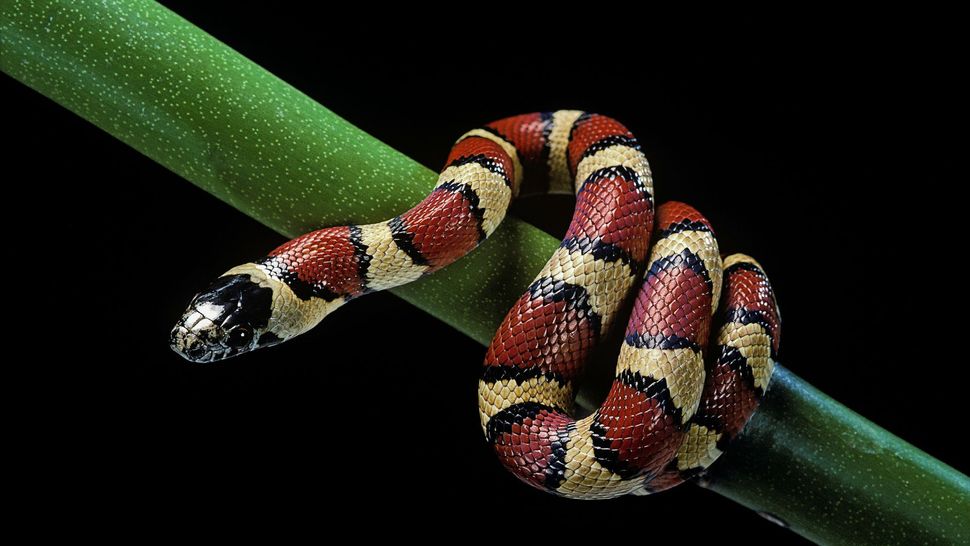32 different types of reptile you can keep as a pet | PetsRadar