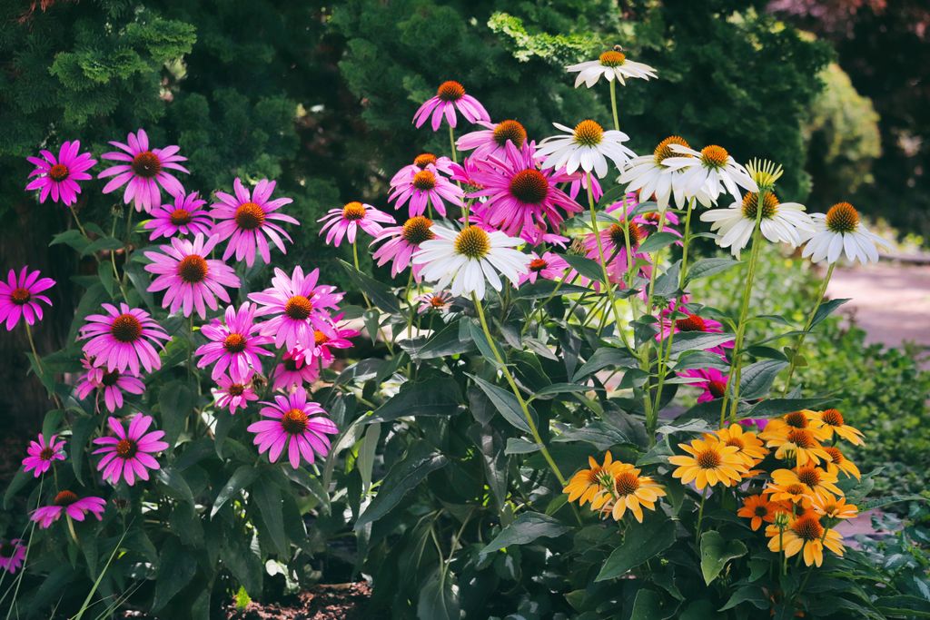 How to Grow Coneflowers — Planting, Care and Types to Choose | Livingetc