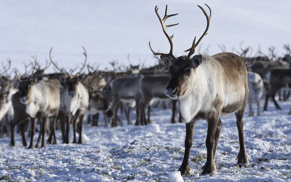 Reindeer Cyclones Are Real, and You Definitely Don't Want to Get Caught ...