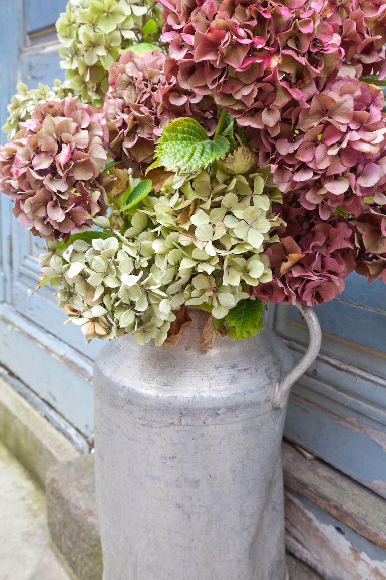 How to take care of hydrangeas in a vase - 5 expert tips | Livingetc