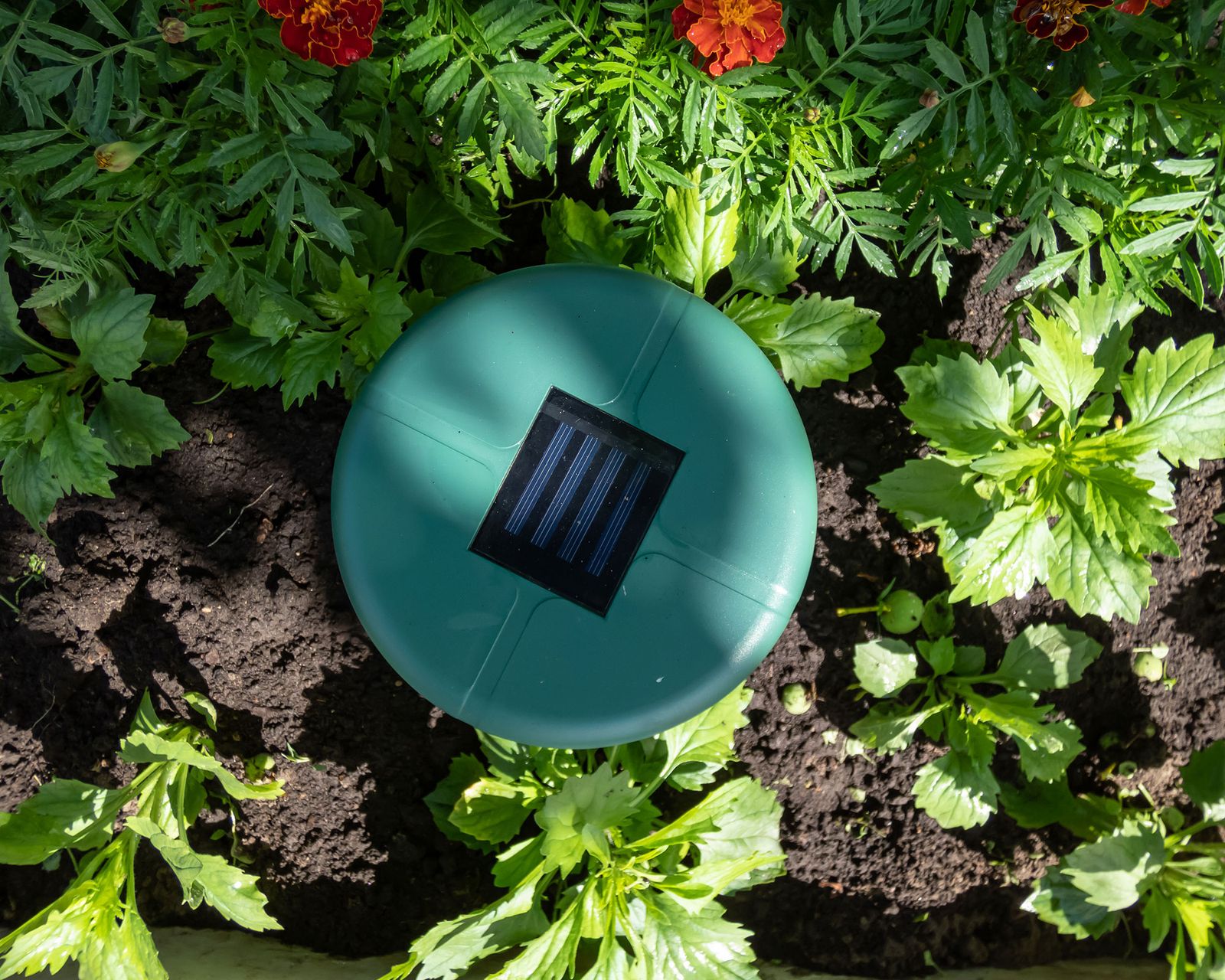 Experts state whether or not ultrasonic pest repellents work | Homes ...