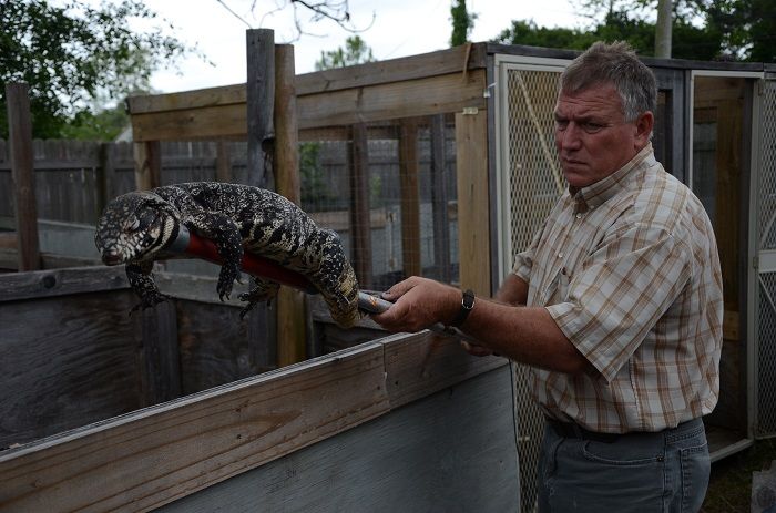 Images: Exotic Lizards Pop Out of the Ground in Florida | Live Science