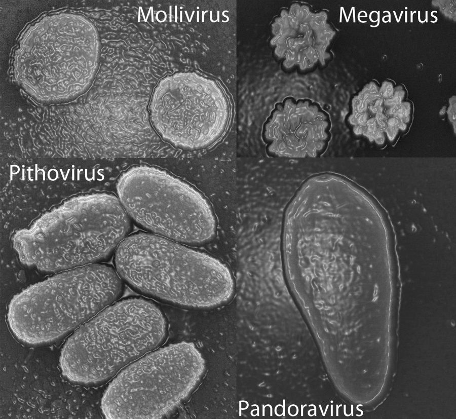 Frozen Giant Virus Still Infectious After 30,000 Years | Live Science