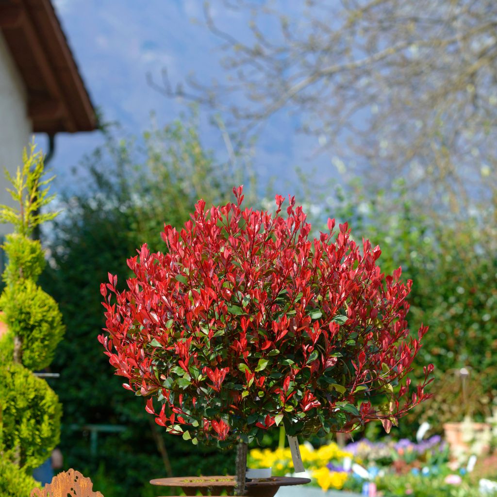 Best trees for small gardens, and how to help them thrive | Ideal Home
