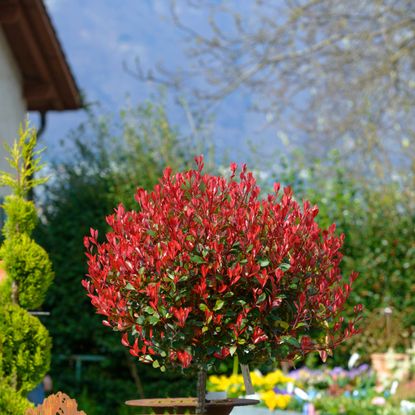 Best trees for small gardens, and how to help them thrive | Ideal Home