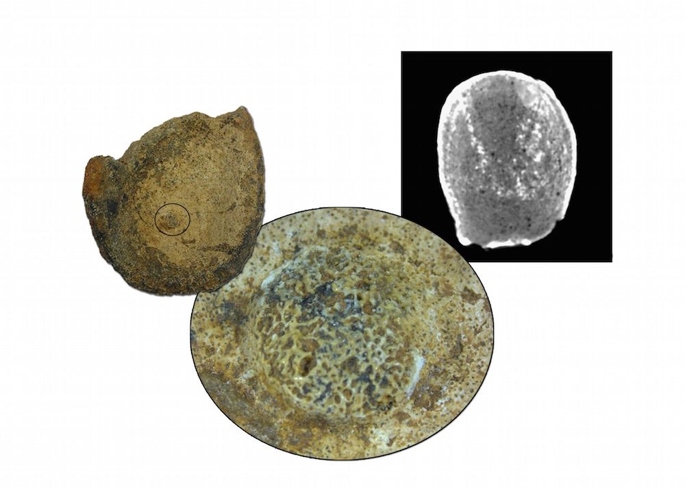 Giant Dinosaur Had 2 Tumors on Its Tailbone | Live Science