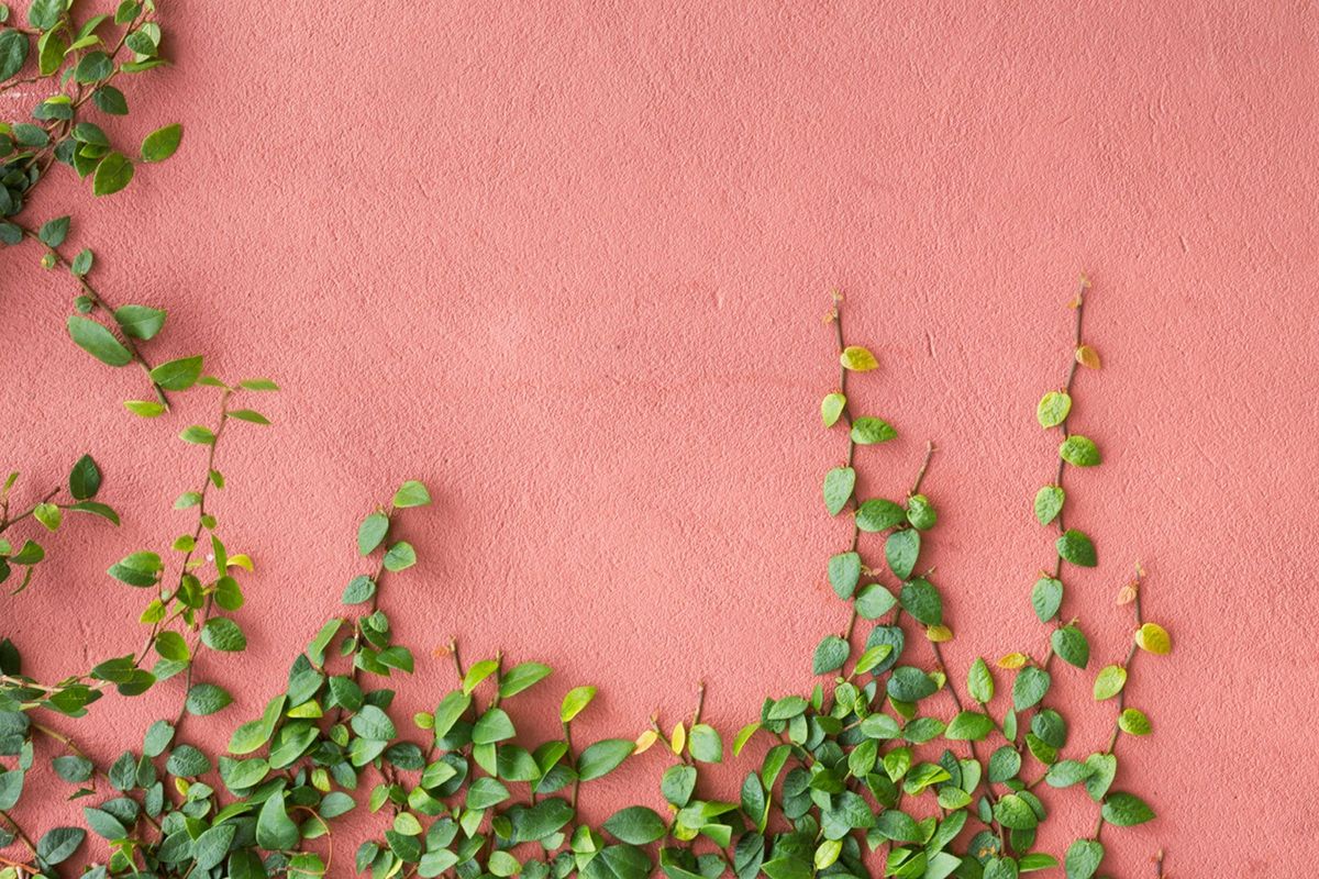 Growing Plants Against A Wall – What Are The Best Plants For Walls ...