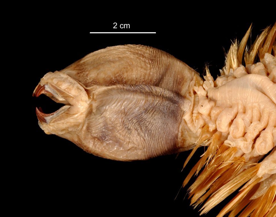 In Photos: Weird Bristle Worm Calls Antarctica Home | Live Science