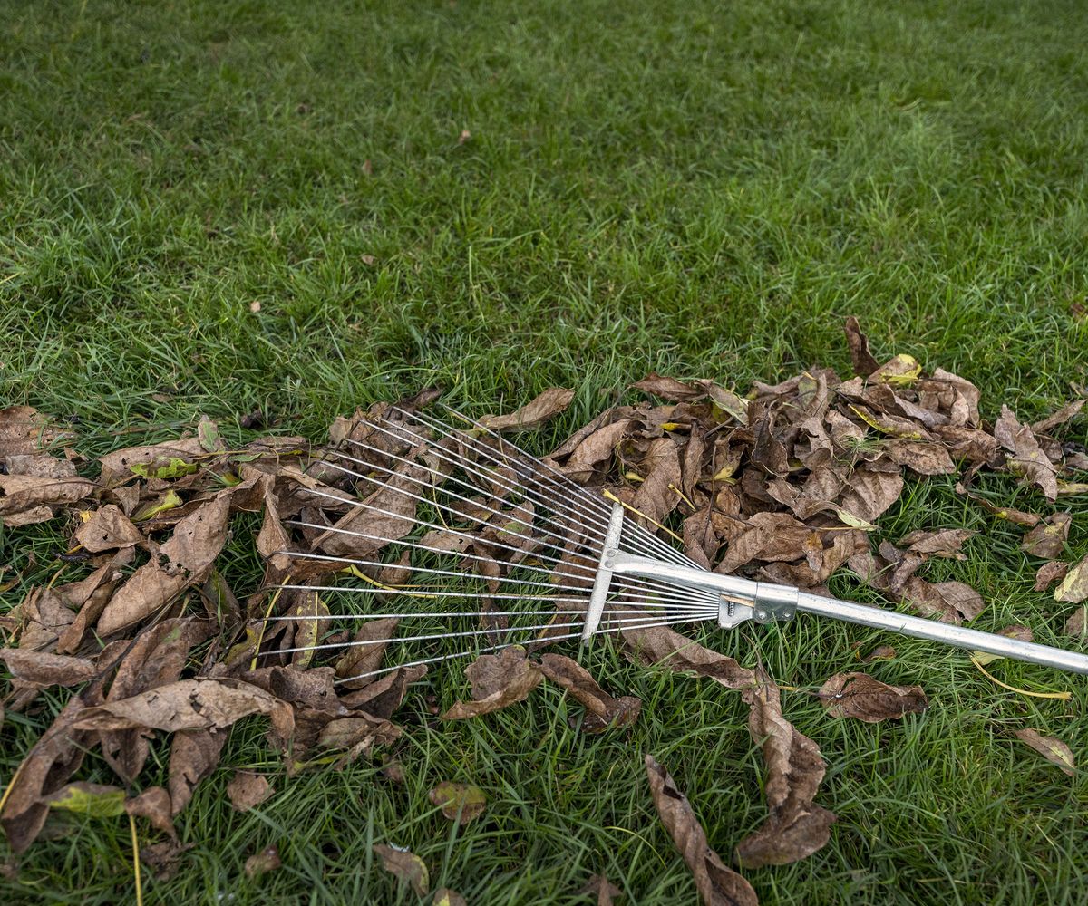 When should I do the first lawn cut of the year? | Homebuilding