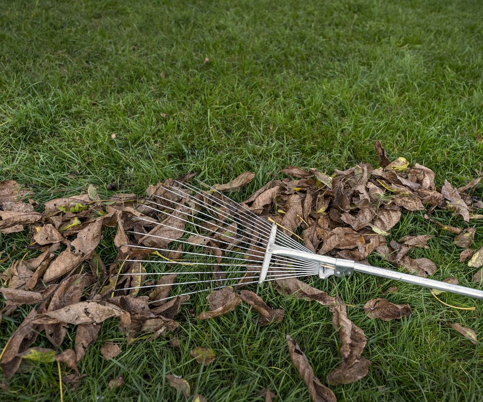 When should I do the first lawn cut of the year? | Homebuilding