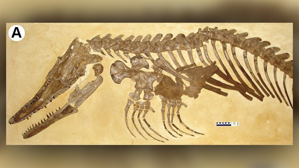 An 18-foot-long sea monster ruled the ancient ocean that once covered ...