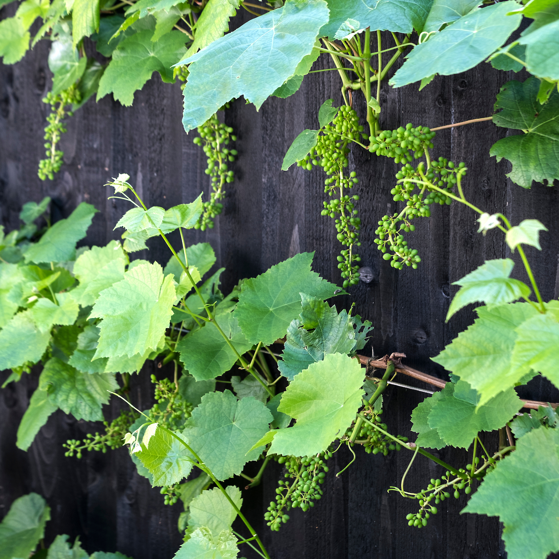 When to prune grape vines and the signs it's too late | Ideal Home