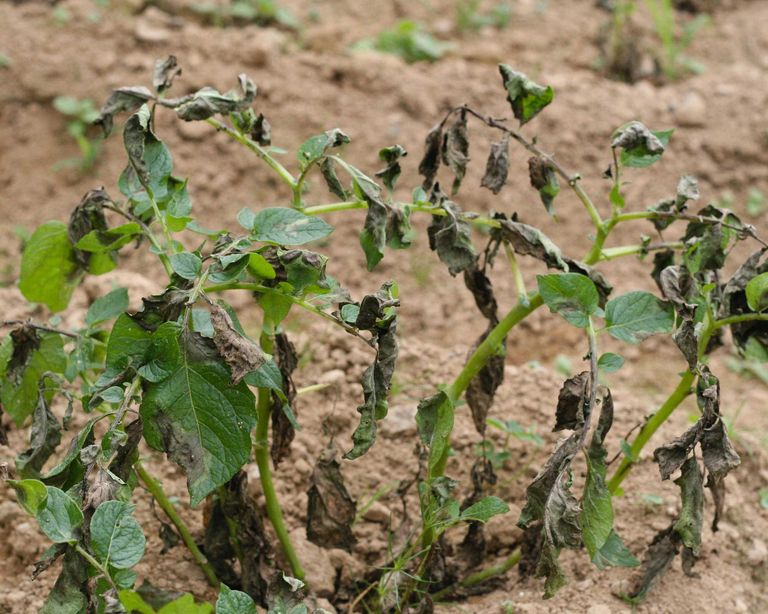 Potato blight explained – plus Monty Don's tips for treatment ...