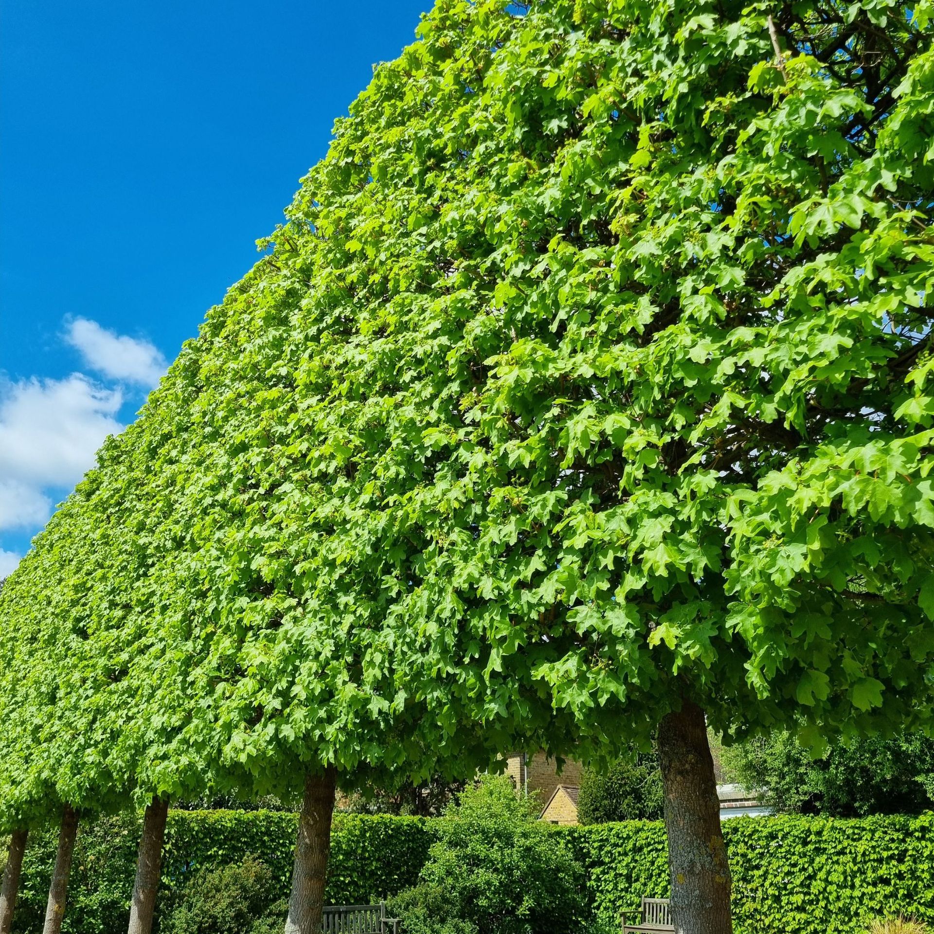 Are pleached trees worth it? Everything you need to know | Ideal Home