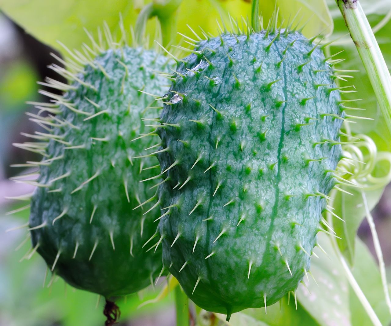 Skunk-repellent plants: 7 plants to help banish these pests | Homes and ...