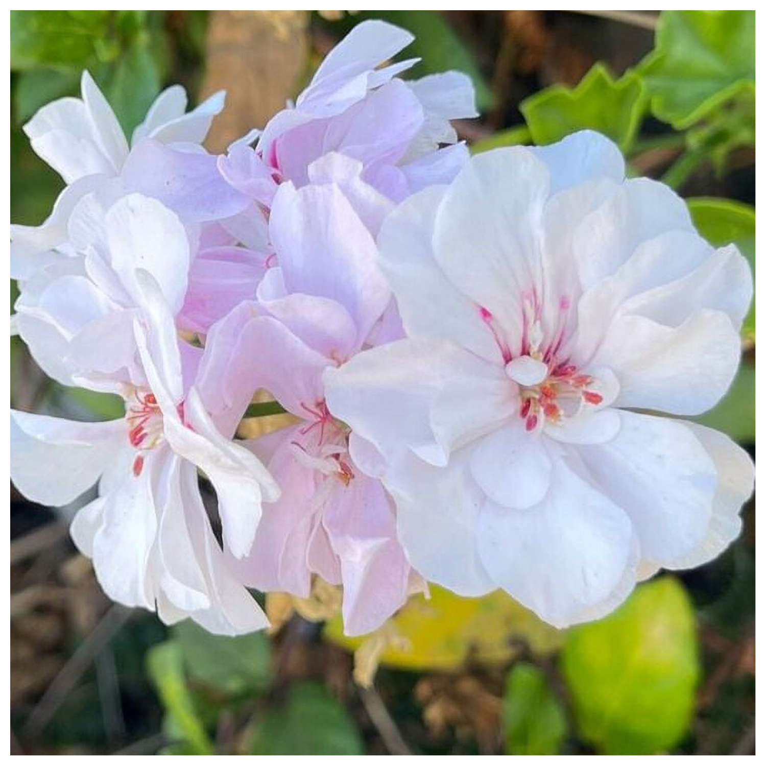 How to Overwinter Geraniums — 6 Simple Steps From an Expert | Livingetc