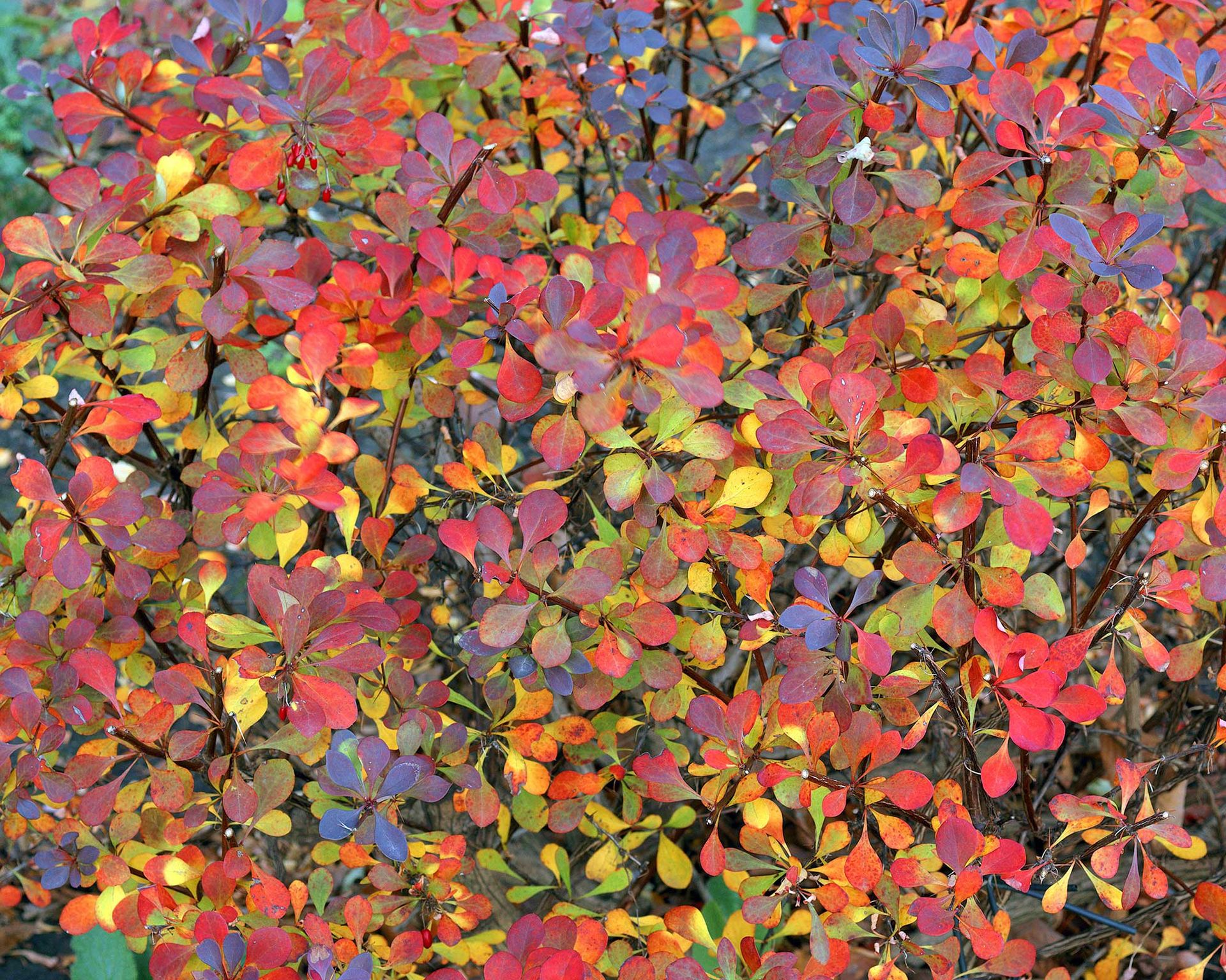 Barberry care and growing guide: how to look after berberis | Gardeningetc