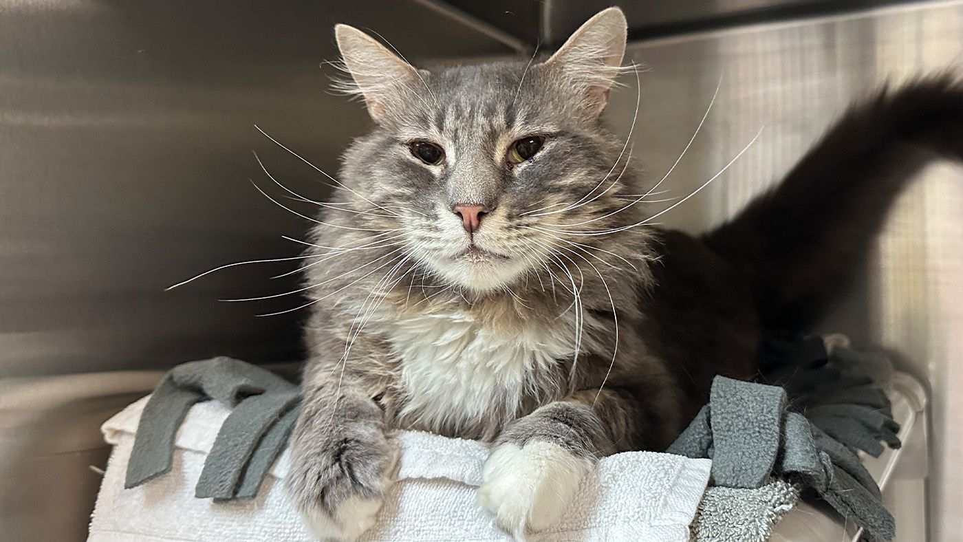Older cat adopted and returned back to shelter after being ‘too needy ...