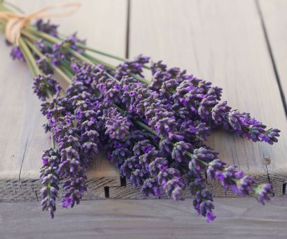 French Flowers To Add Old-World Charm To Your Plot | Gardening Know How